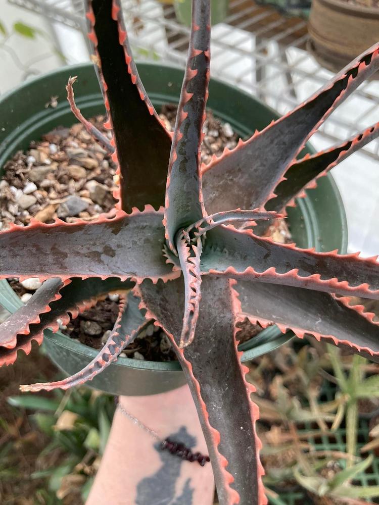 Photo of the fall color of Aloe Jurassic Dragon® posted by Djinnrickey ...