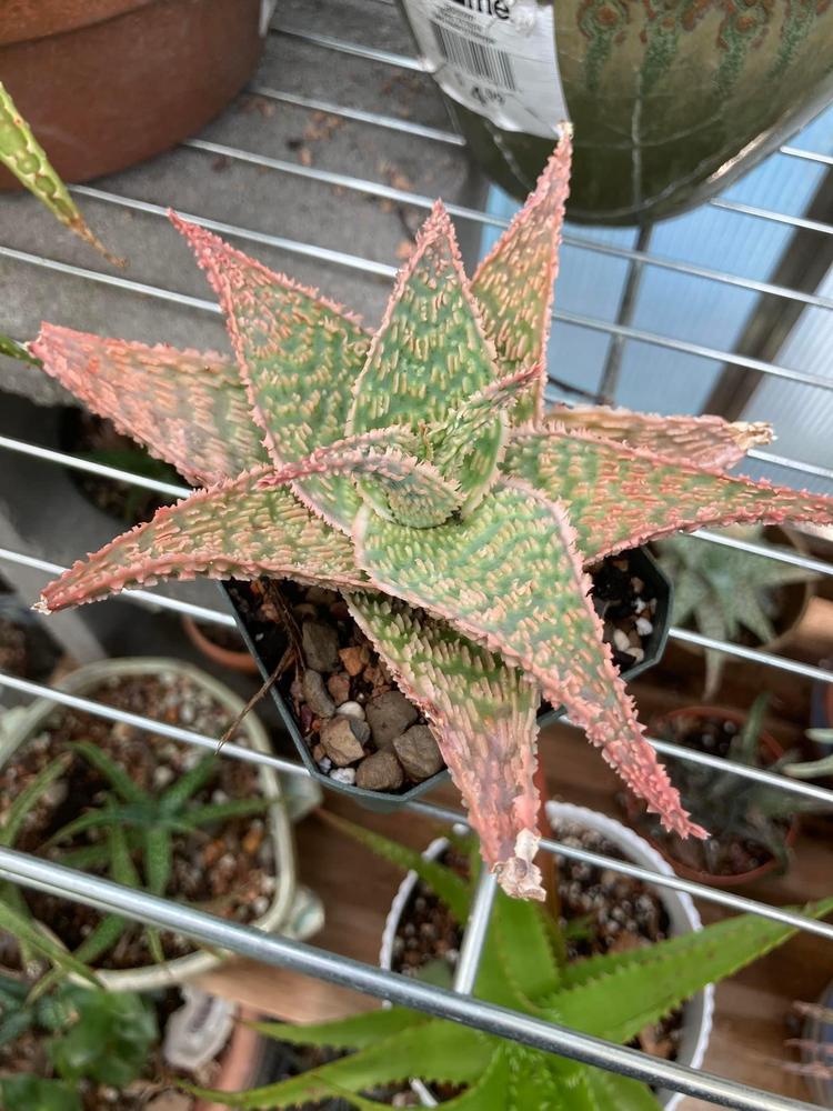 Photo of the entire plant of Aloe 'Delta Rose' posted by Djinnrickey ...