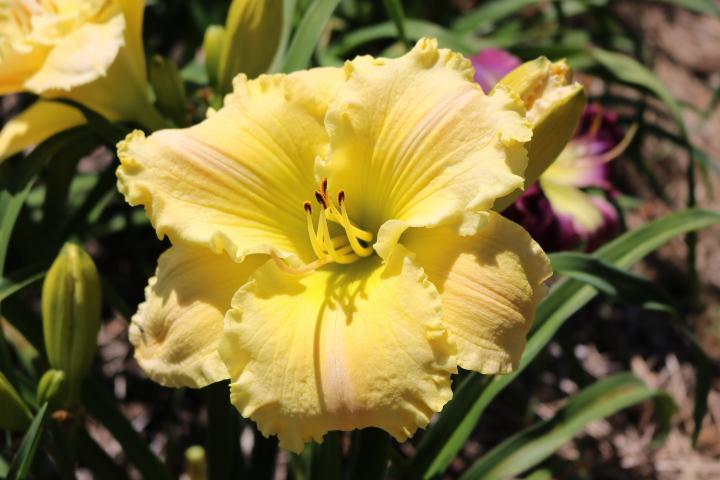 Daylily (Hemerocallis 'Patsy Carpenter') in the Daylilies Database ...