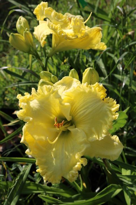 Photo of the entire plant of Daylily (Hemerocallis 'New Day Sunshine ...