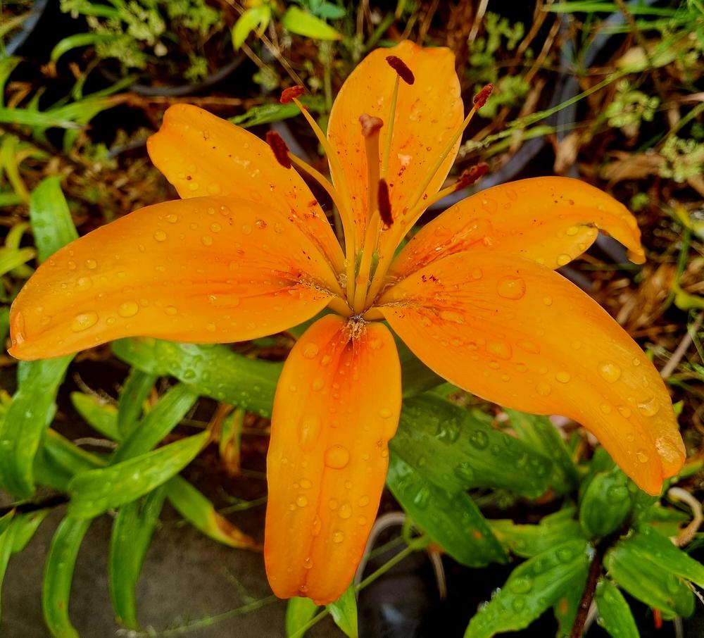 Photo of the bloom of Lily (Lilium 'Sunset Boulevard') posted by gwhizz ...