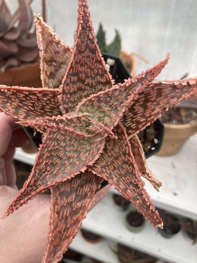 Aloe 'Delta Rose' in the Aloes Database - Garden.org