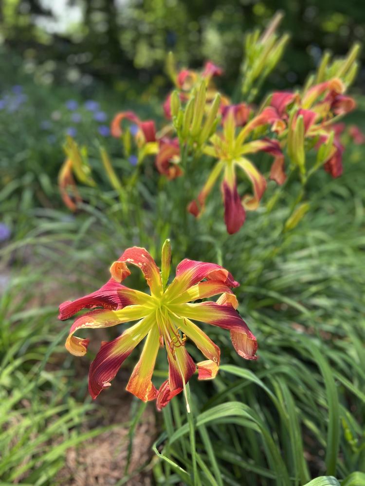 Daylily (Hemerocallis 'Fan Flare') in the Daylilies Database - Garden.org