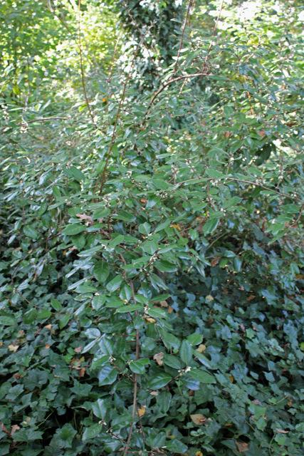 Photo of the entire plant of Russian Olive (Elaeagnus x submacrophylla ...