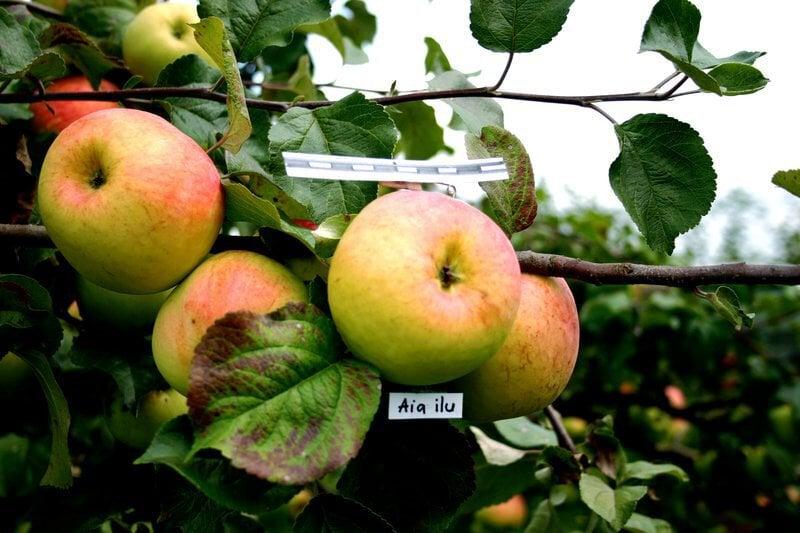 Photo of the fruit of Apple (Malus 'Aia Ilu') posted by robertduval14 ...