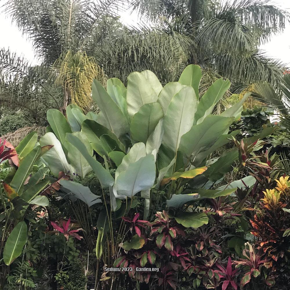 Photo of the entire plant of Cigar Calathea (Calathea lutea) posted by ...