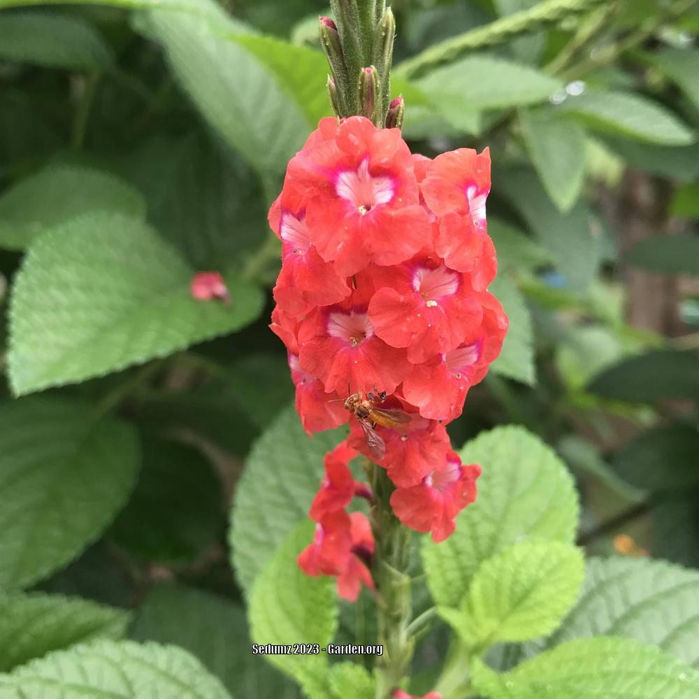 Photo of the bloom of Red Compact Porterweed (Stachytarpheta ...