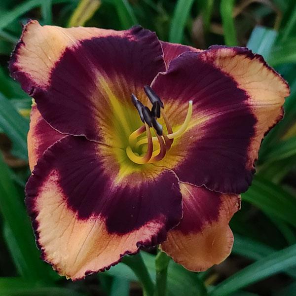 Photo of the bloom of Daylily (Hemerocallis 'Spacecoast Bold Conflict ...