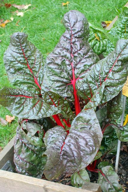 Photo of the entire plant of Swiss Chard (Beta vulgaris subsp. cicla ...