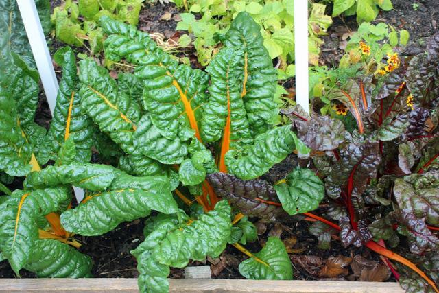 Swiss Chard (Beta vulgaris var. cicla 'Sunset') in the Swiss Chards ...