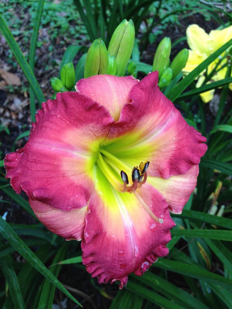 Photo of the bloom of Daylily (Hemerocallis 'Message of Love') posted ...