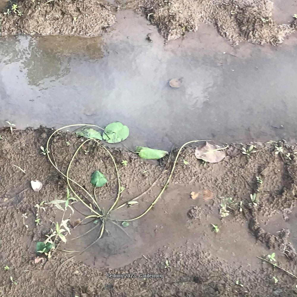 Photo of the entire plant of Water Snowflake (Nymphoides indica) posted ...