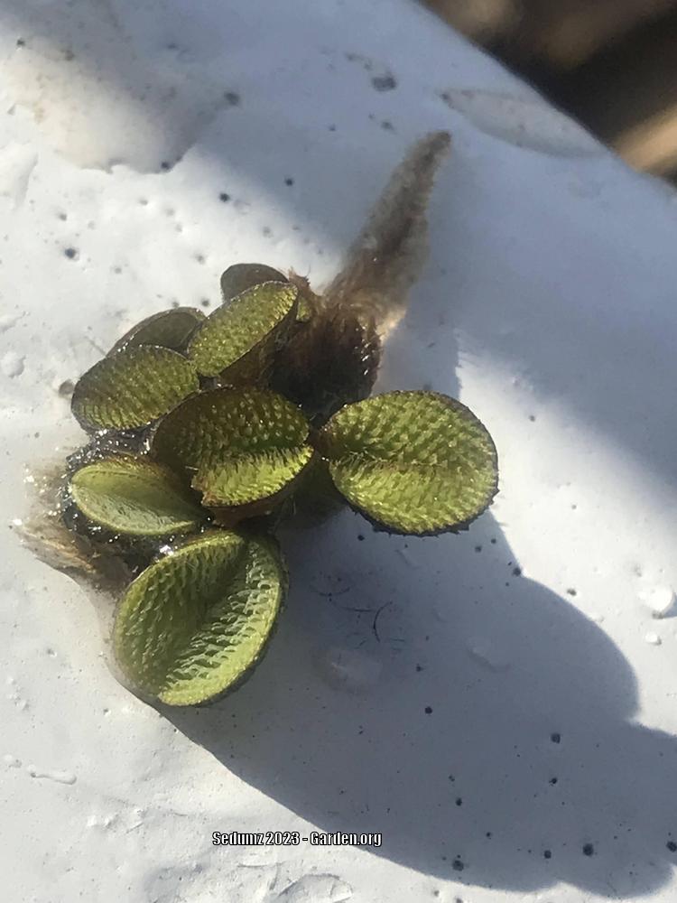 Photo of the entire plant of Water Spangles (Salvinia minima) posted by ...