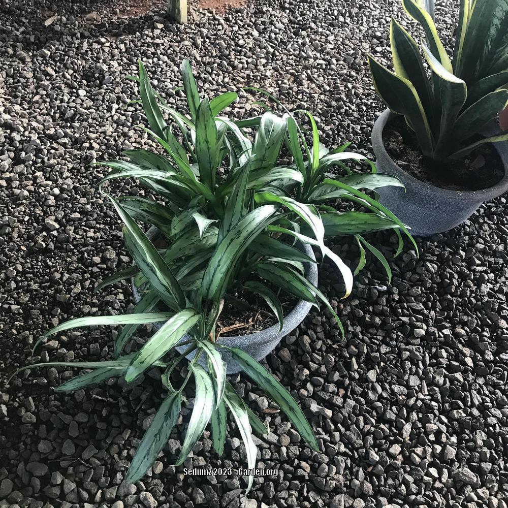 Photo of the entire plant of Chinese Evergreen (Aglaonema Cutlass ...