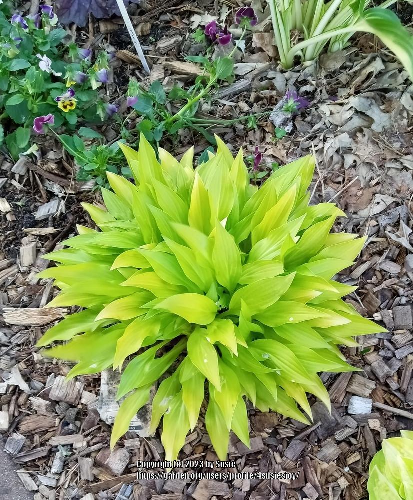 Photo of the entire plant of Hosta 'Munchkin Fire' posted by 4susiesjoy ...