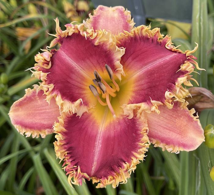 Photo of the bloom of Daylily (Hemerocallis 'Lots of Loose Ends ...