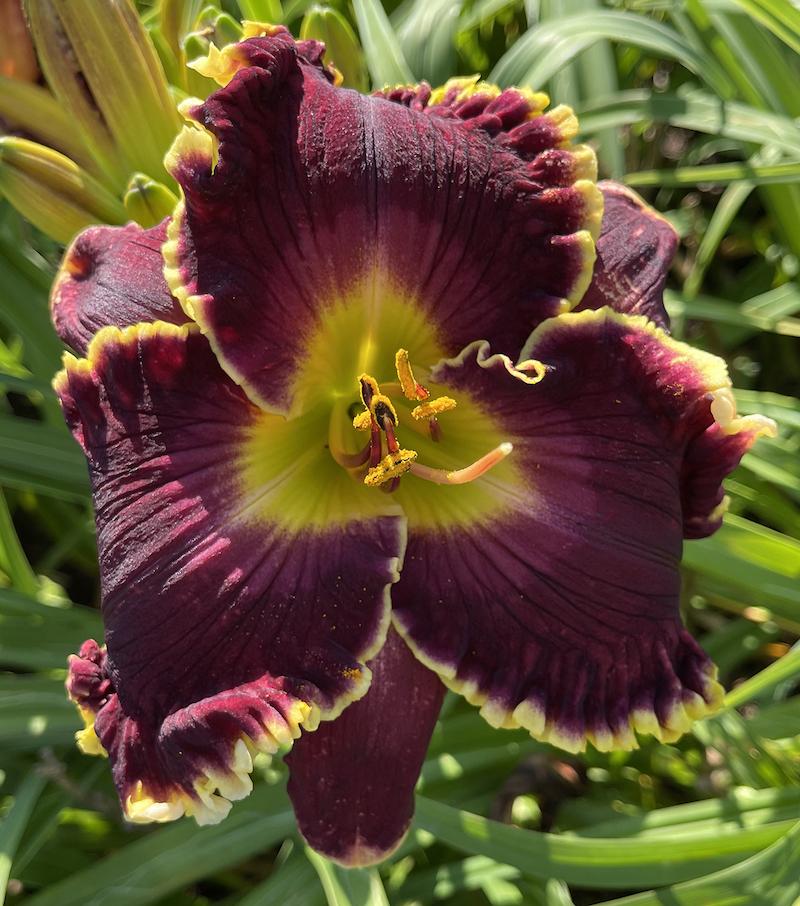 Photo of the bloom of Daylily (Hemerocallis 'Lloyd and LaVerne's Love ...
