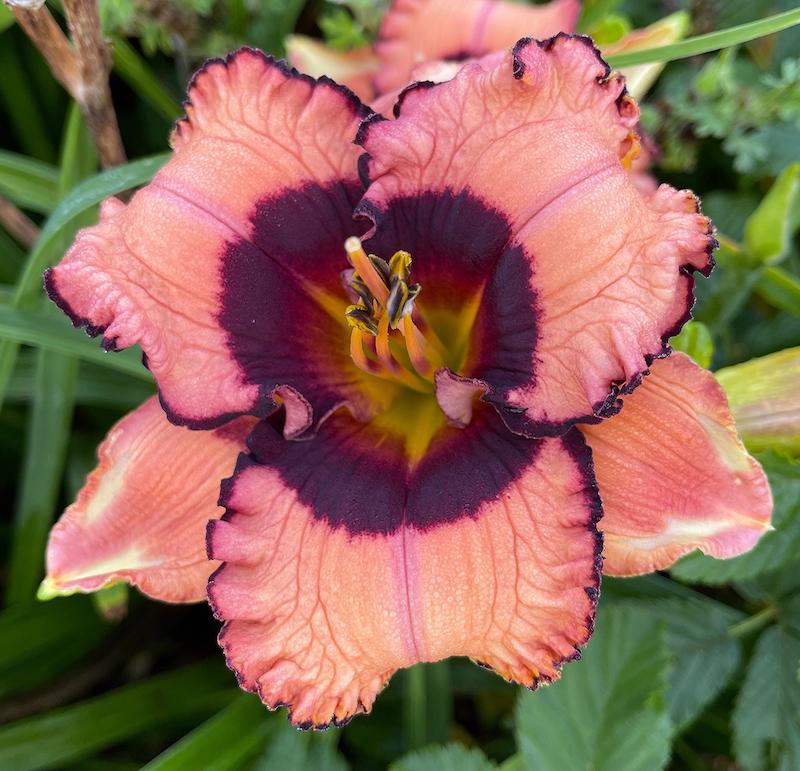 Daylily (Hemerocallis 'Munchkin Eyes') in the Daylilies Database - Garden.org