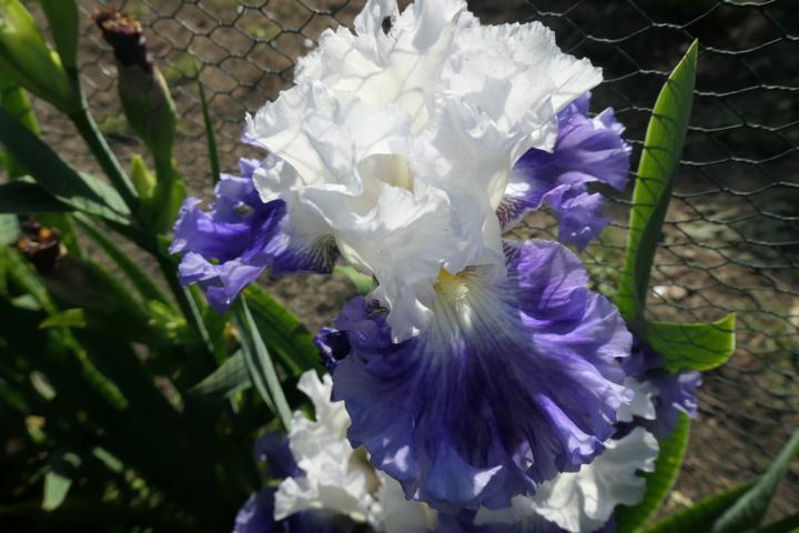 Photo of the bloom of Tall Bearded Iris (Iris 'Anchor Bay') posted by ...