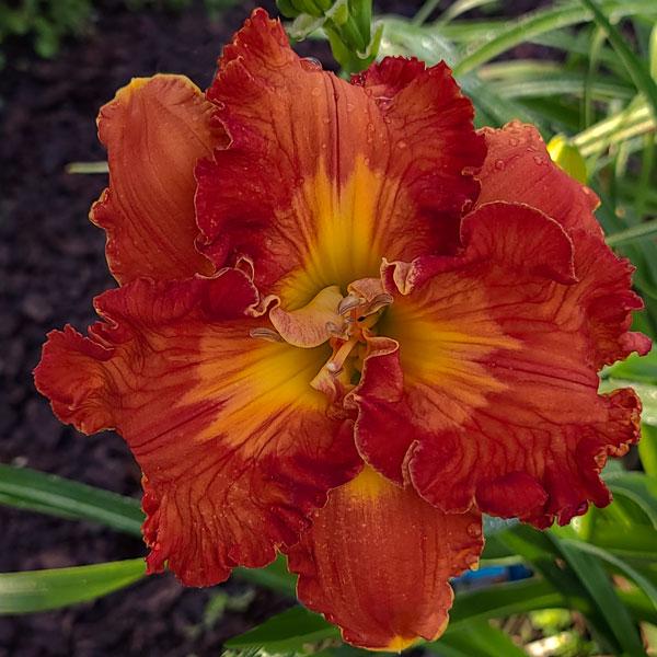 Photo of the bloom of Daylily (Hemerocallis 'Spacecoast Sunset Strip ...