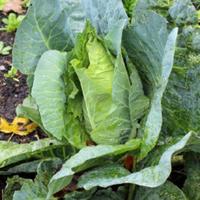 Photo of the entire plant of Cabbage (Brassica oleracea var. capitata ...
