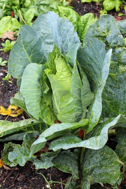 Photo of the entire plant of Cabbage (Brassica oleracea var. capitata ...