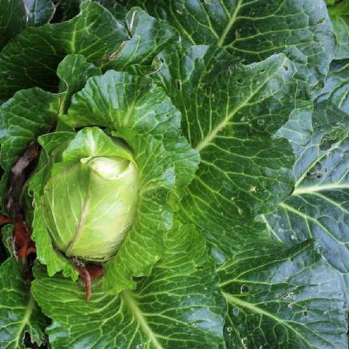 Cabbage (Brassica oleracea var. capitata 'Spitzkohl Filderkraut') in ...