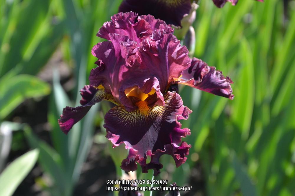 Photo of the bloom of Tall Bearded Iris (Iris 'Wink and a Smile ...