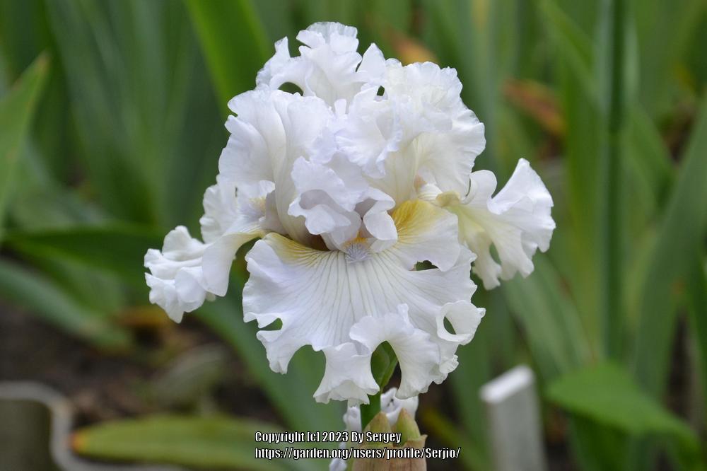 Photo of the bloom of Tall Bearded Iris (Iris 'Winter's Smile') posted ...