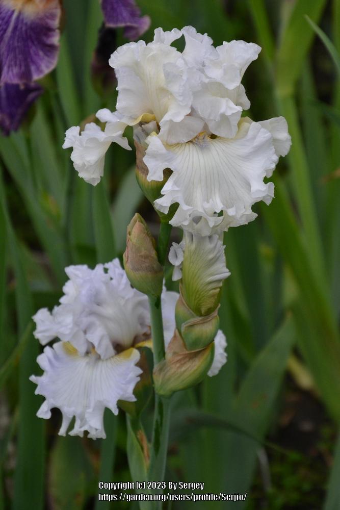 Photo of the bloom of Tall Bearded Iris (Iris 'Winter's Smile') posted ...