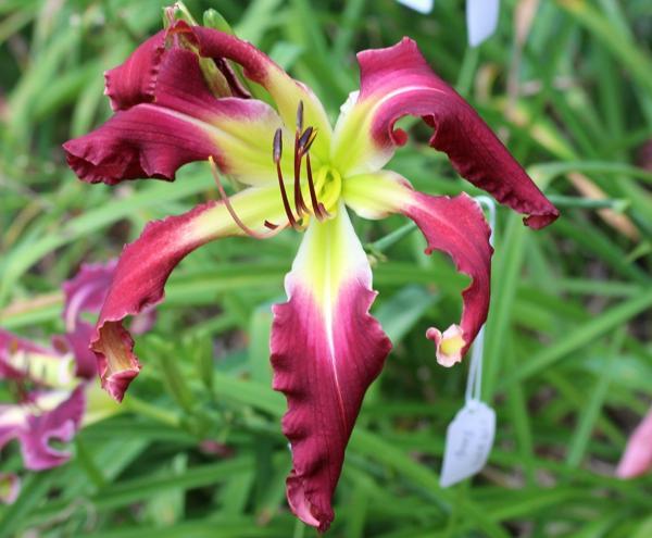 Daylily (Hemerocallis 'Raspberry Fairy') in the Daylilies Database ...