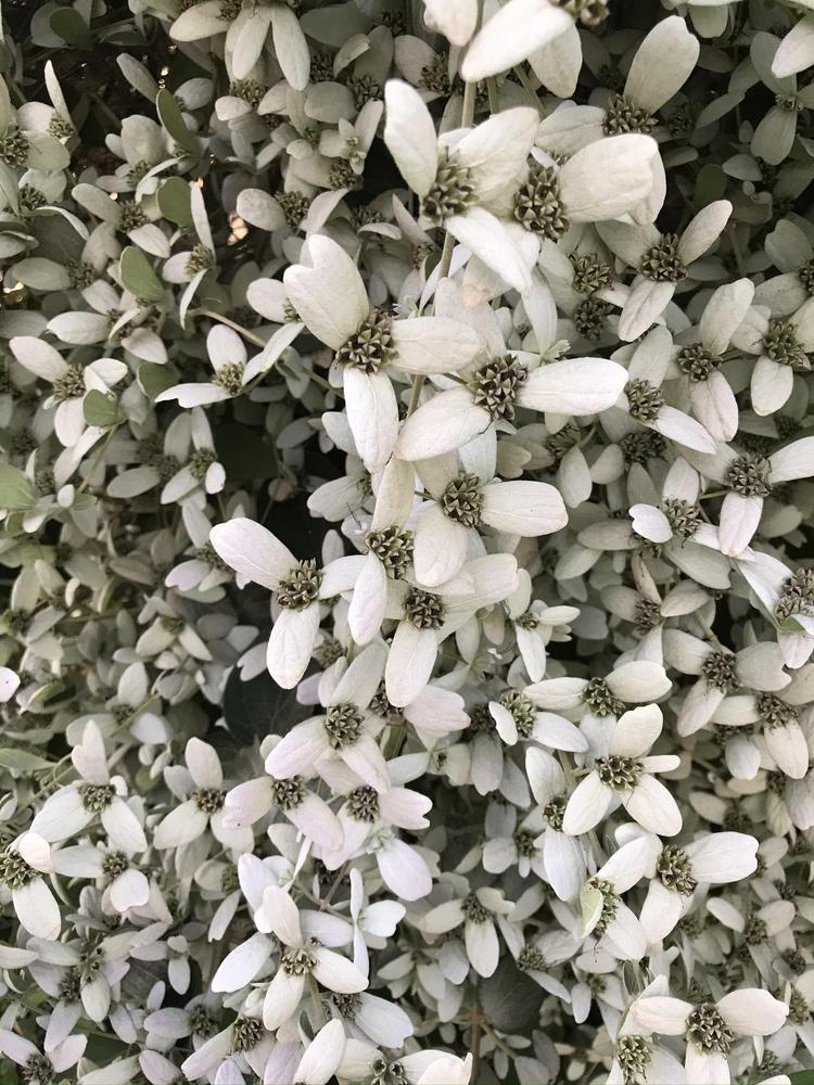 Woolly Congea (Congea tomentosa) - Garden.org