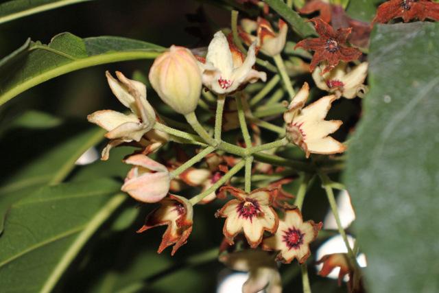Photo of the closeup of buds, sepals and receptacles of Cola ballayi ...