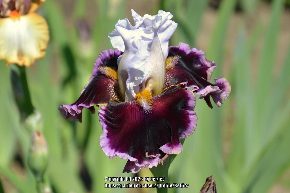 Photo of the bloom of Tall Bearded Iris (Iris 'When Doves Cry') posted ...