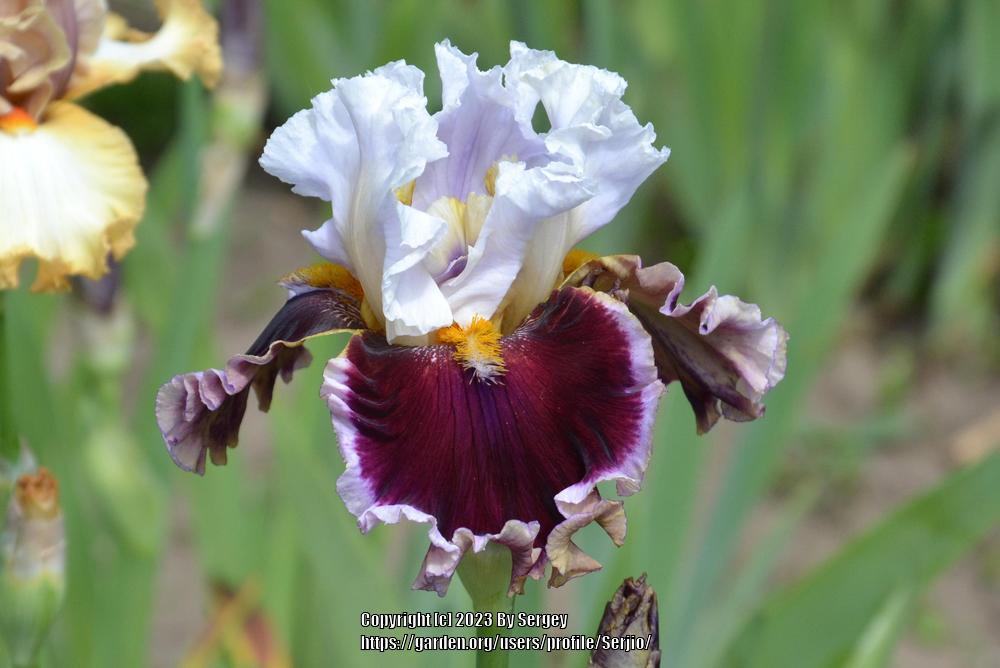 Photo of the bloom of Tall Bearded Iris (Iris 'When Doves Cry') posted ...