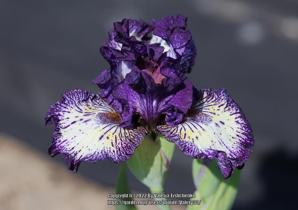 Photo of the bloom of Intermediate Bearded Iris (Iris 'Fall Line ...