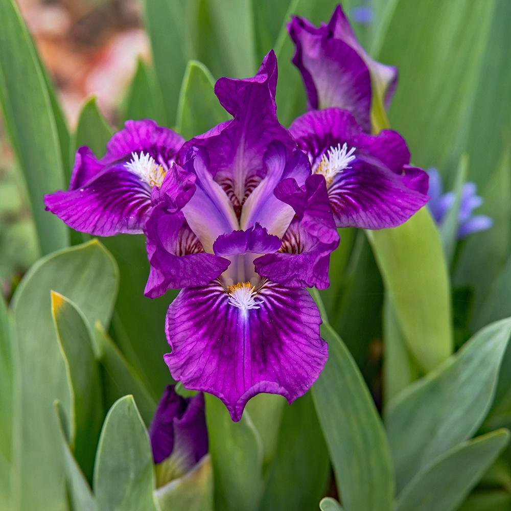 Photo of the bloom of Miniature Dwarf Bearded Iris (Iris 'Little ...