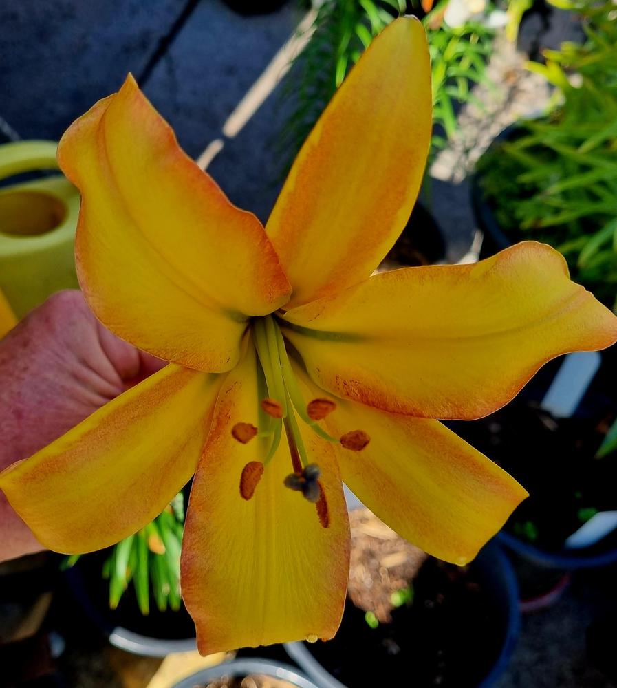 Lily seedlings 2023 in the Lilies forum - Garden.org