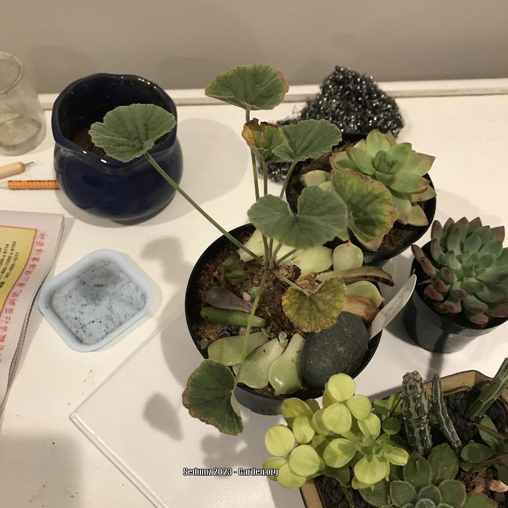 Photo of the entire plant of South African Geranium (Pelargonium ...