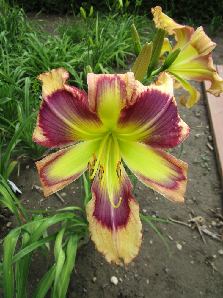 Photo of the bloom of Daylily (Hemerocallis 'Shifting Sky') posted by ...