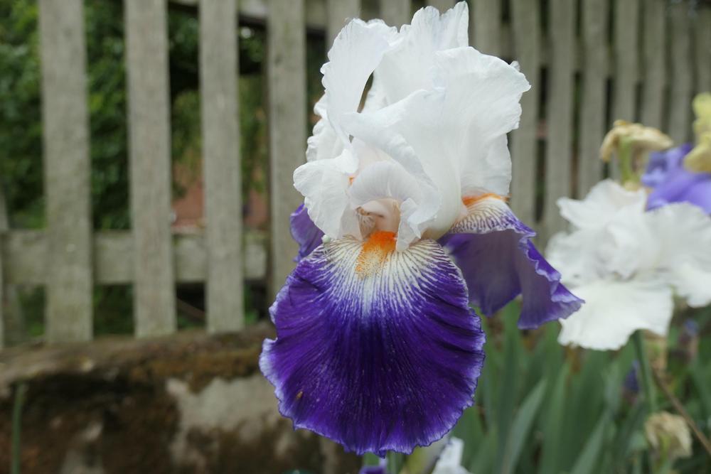 Photo of the bloom of Tall Bearded Iris (Iris 'Bal Masque') posted by ...