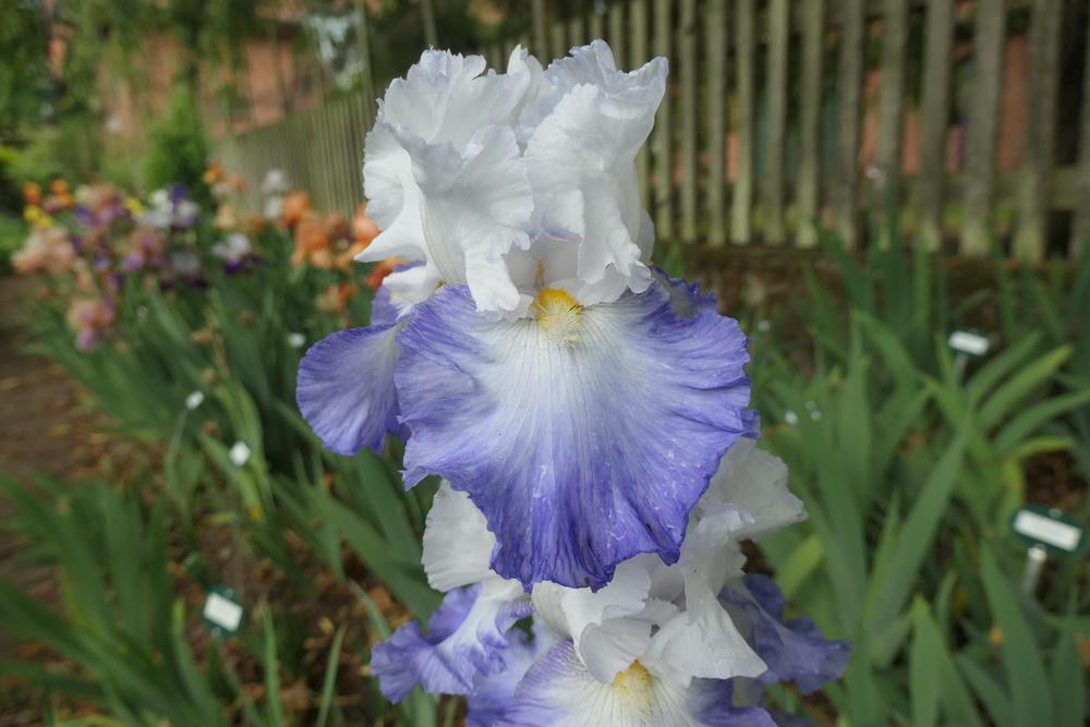 Photo of the bloom of Tall Bearded Iris (Iris 'Alizés') posted by ...