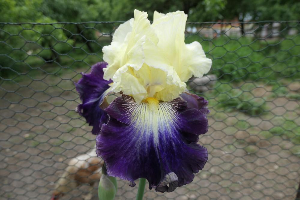 Photo of the bloom of Tall Bearded Iris (Iris 'Funambule') posted by ...
