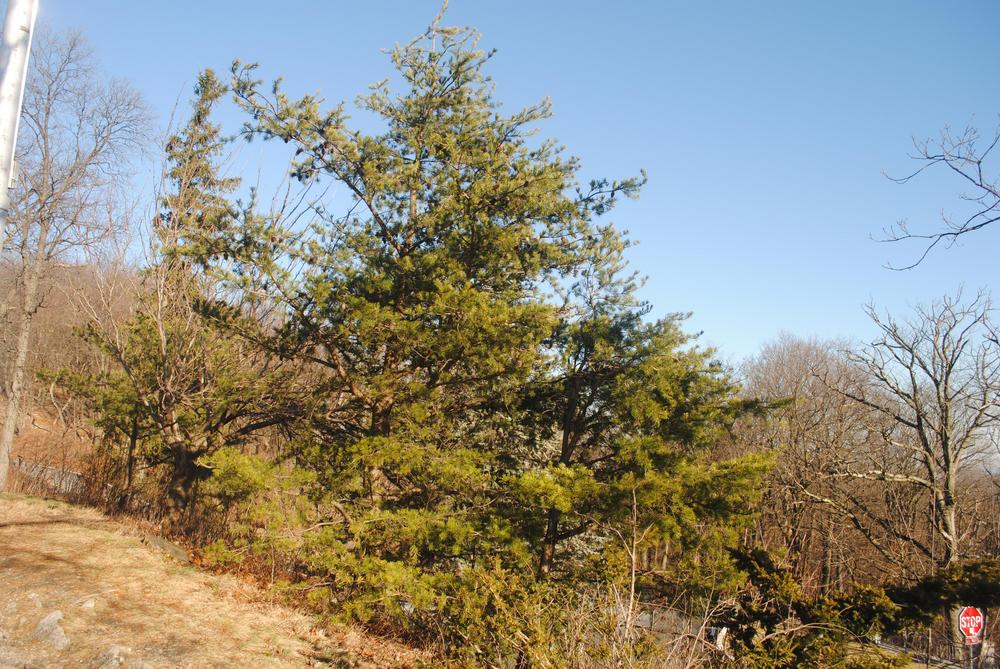 Photo of the entire plant of Scrub Pine (Pinus virginiana) posted by ...