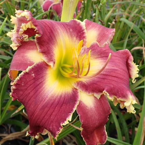 Daylily (Hemerocallis 'Fabulous Fancy Frills') in the Daylilies Database - Garden.org