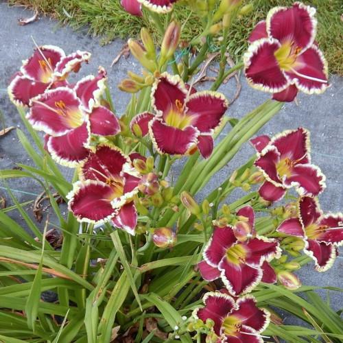 Daylily (Hemerocallis 'Marlene Larson') in the Daylilies Database ...