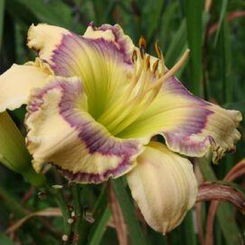 Daylily (Hemerocallis 'Knoll Cottage Trevor Scott') in the Daylilies ...