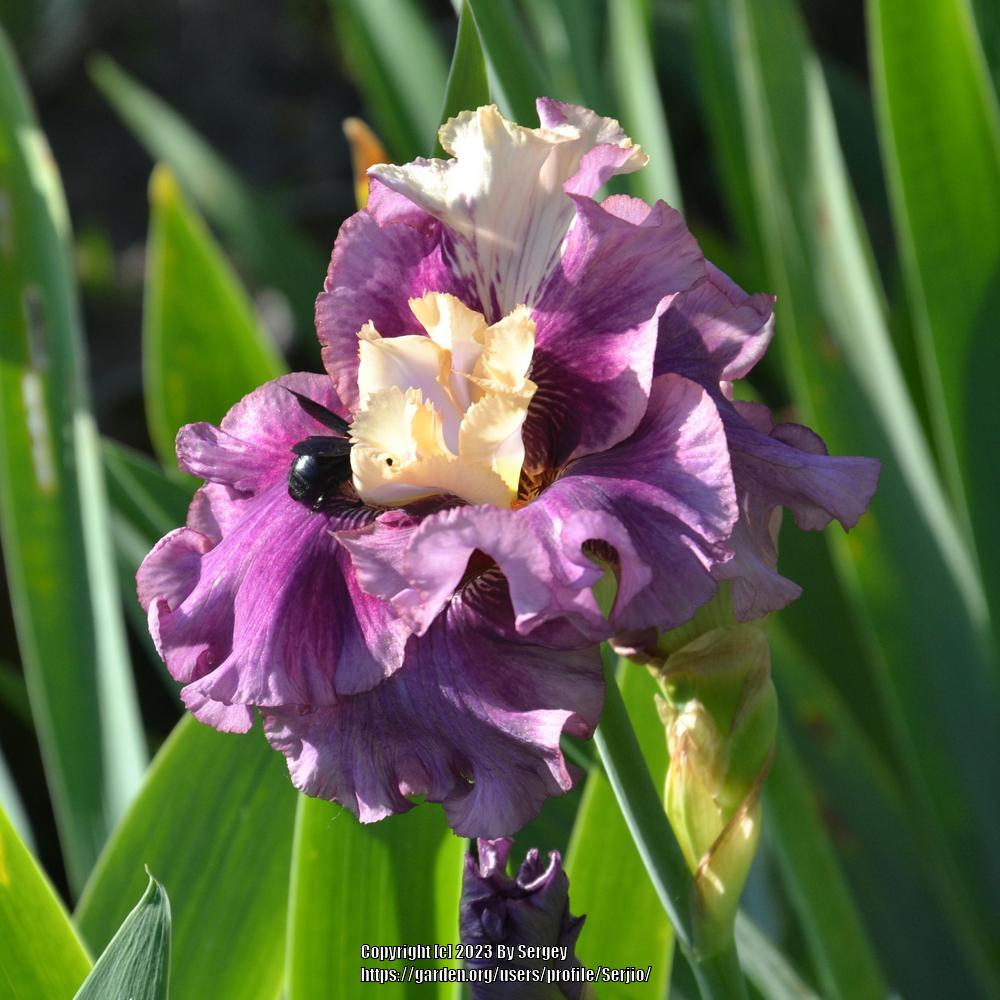 Photo of the bloom of Tall Bearded Iris (Iris 'Voulez-Vous') posted by Serjio - Garden.org