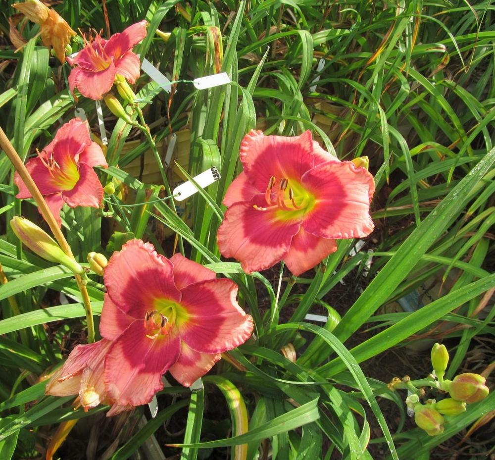 Photo of the entire plant of Daylily (Hemerocallis 'Dan Mahony') posted by Sscape - Garden.org