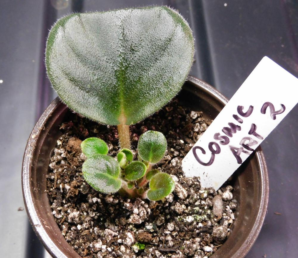 Photo of the seedling or young plant of African Violet (Streptocarpus ...